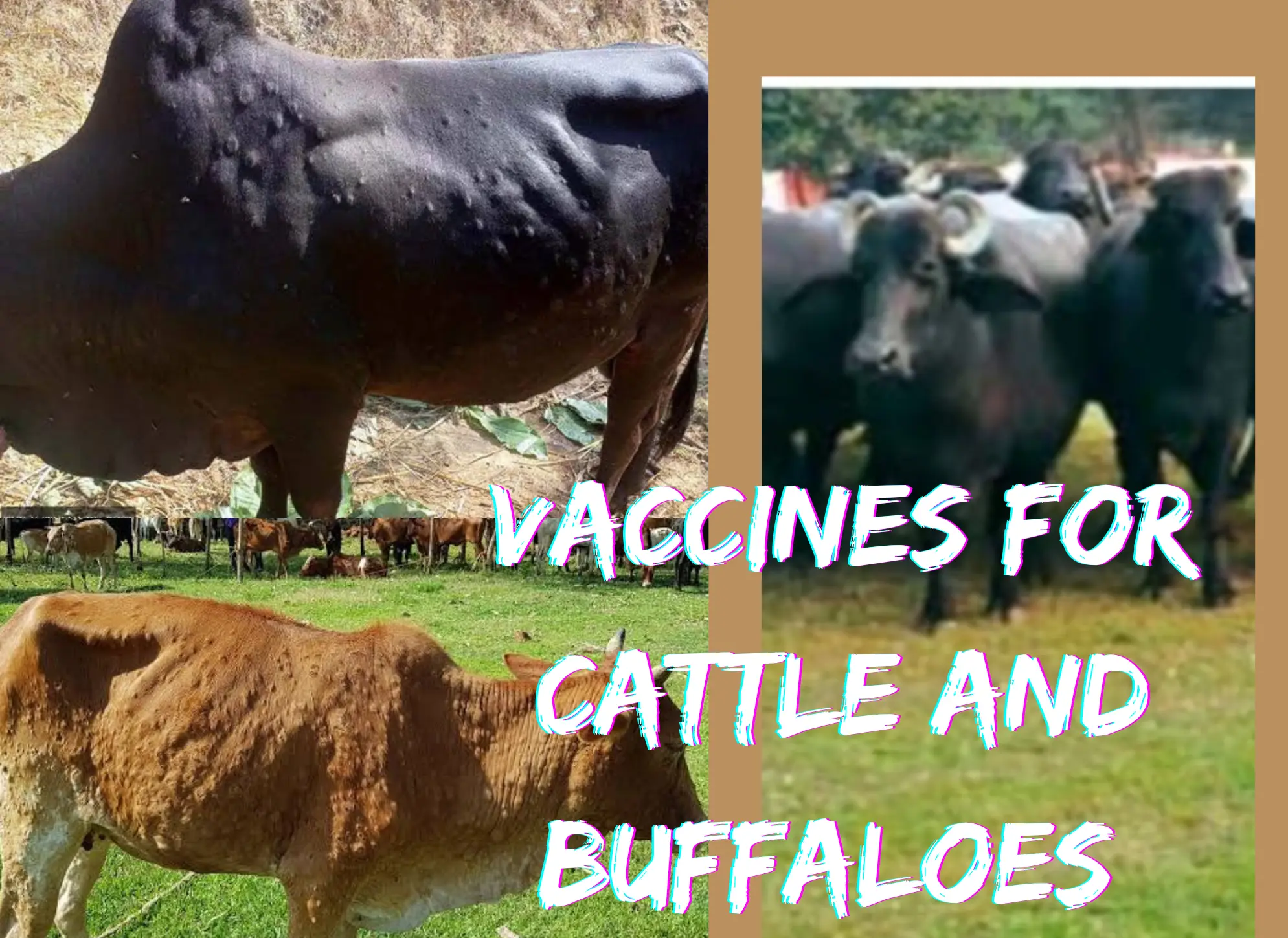 Vaccines For Cattle And Buffaloes In INDIA